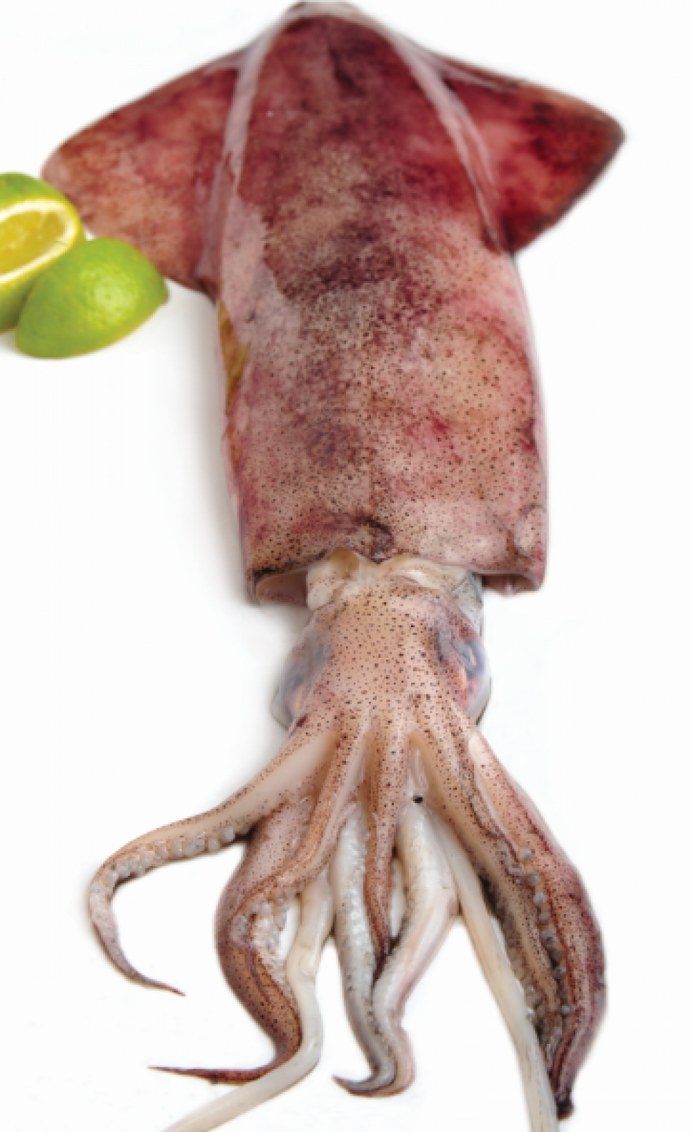 Bütün Kalamar 6/10 (KG) - Üyelere Özel + KDV